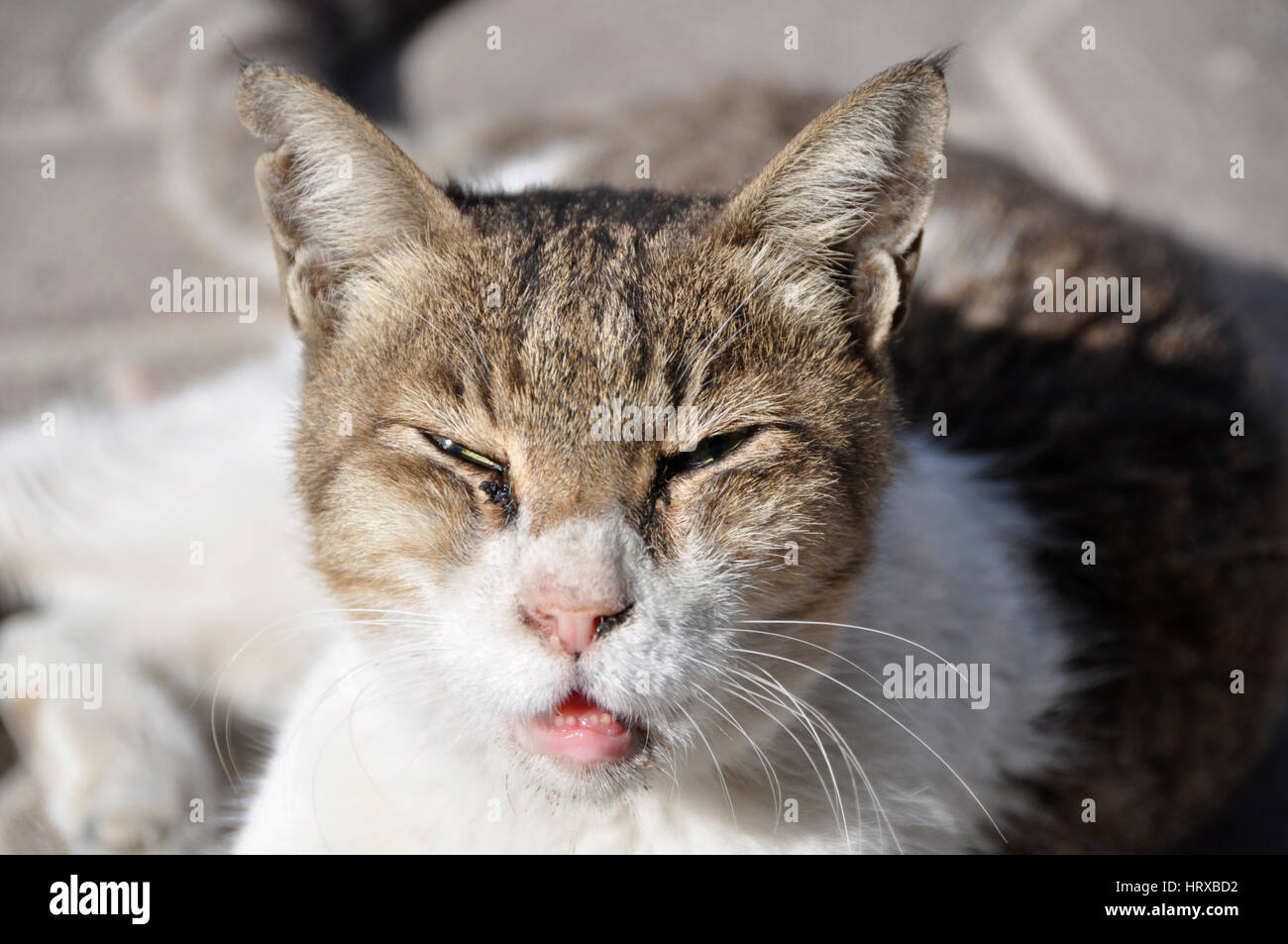 Feral felines living around the Abu Dhabi Corniche, UAE Stock Photo - Alamy
