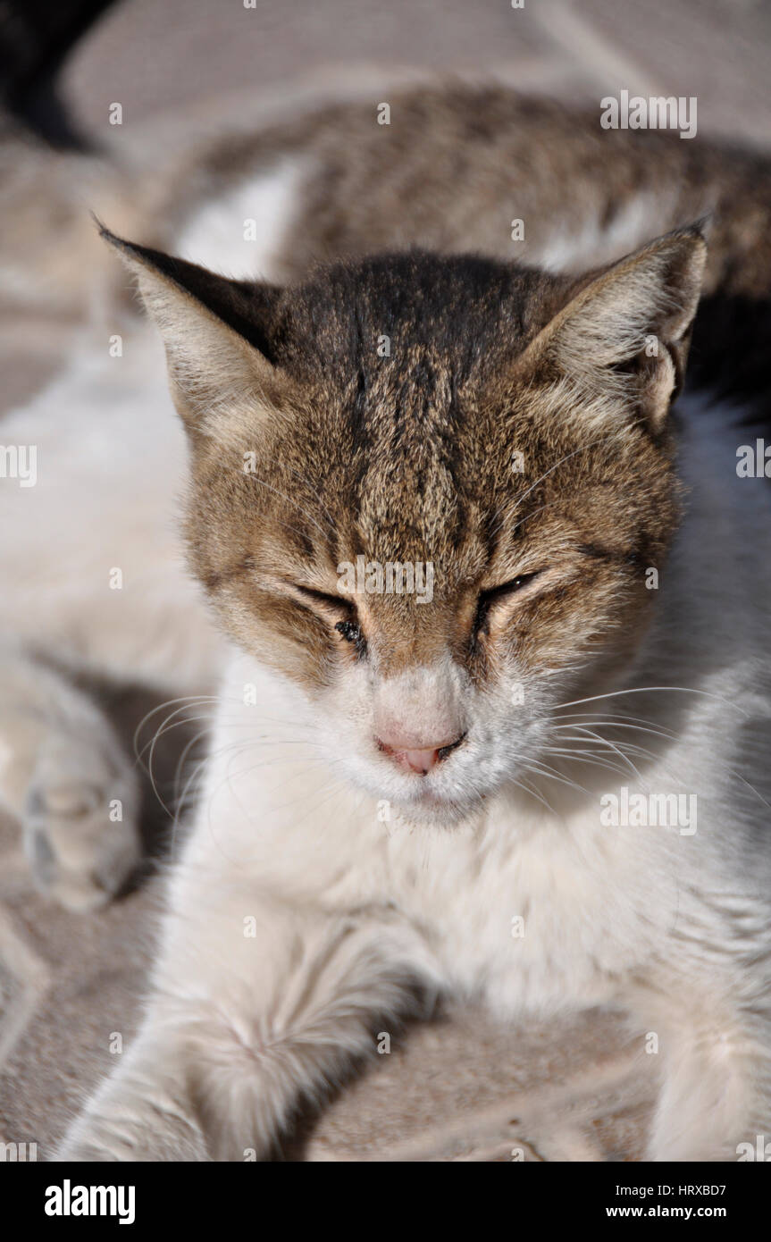 Feral felines living around the Abu Dhabi Corniche, UAE Stock Photo - Alamy