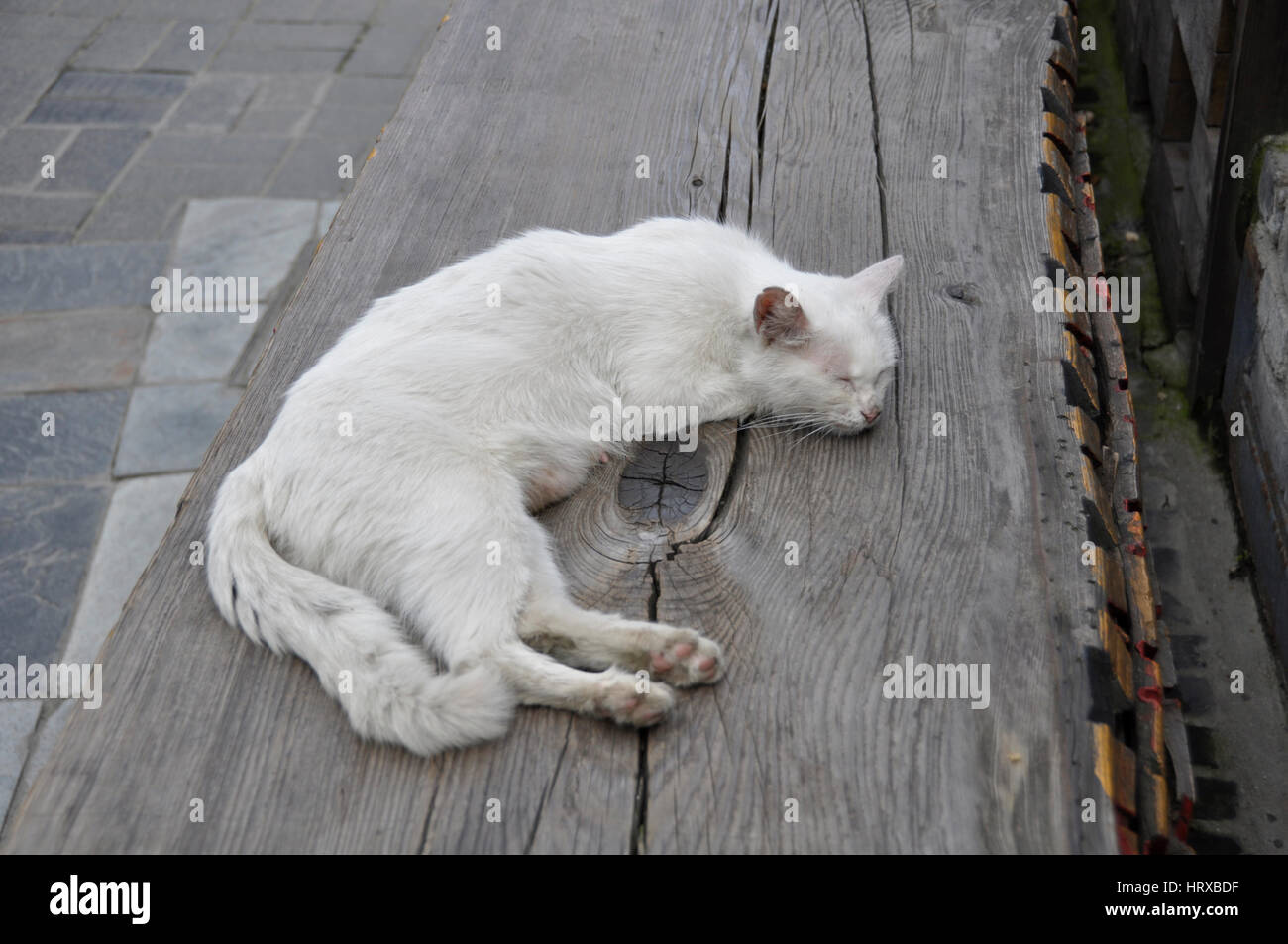Feral felines living around the Abu Dhabi Corniche, UAE Stock Photo - Alamy