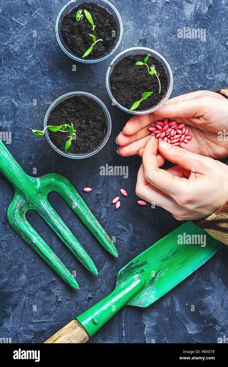 Arm with plant seeds and sprouted spring flowers Stock Photo - Alamy