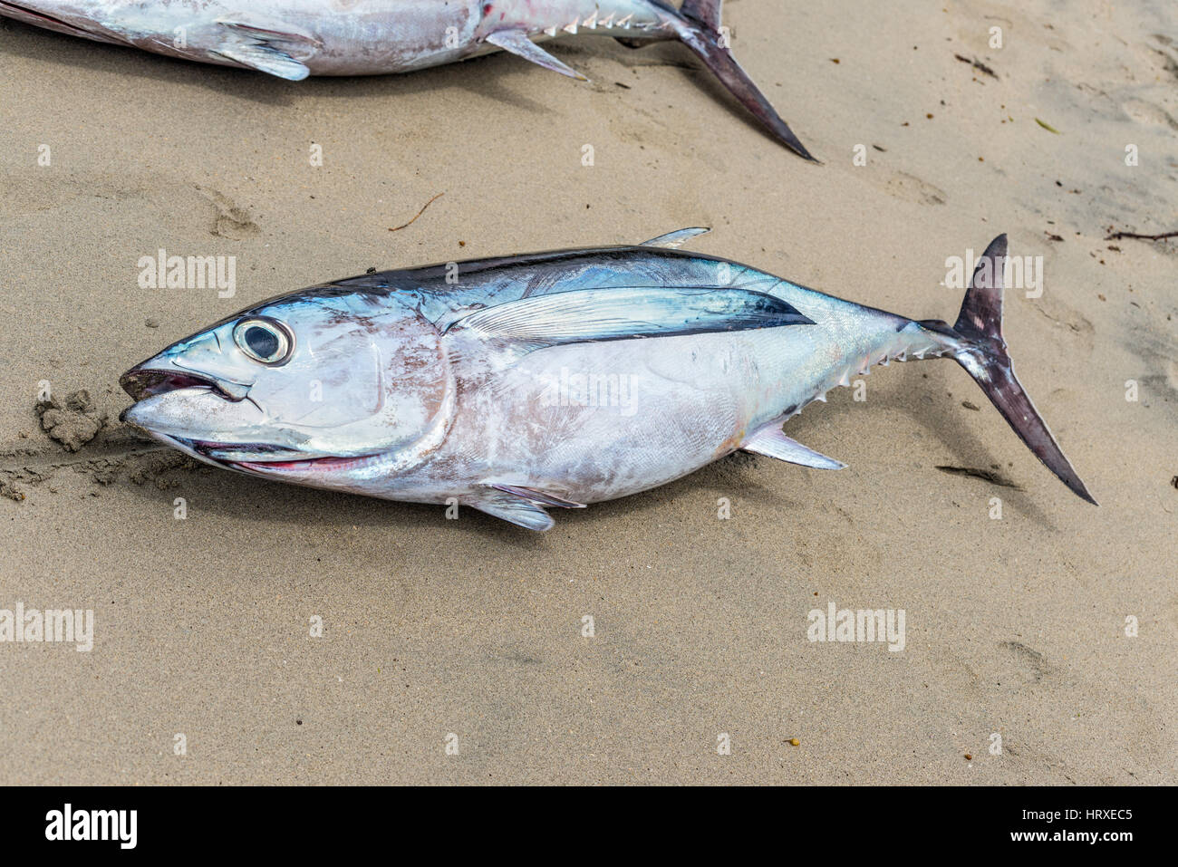 Fresh Tuna on the beach of Tamarin Bay in Mauritius Stock Photo - Alamy