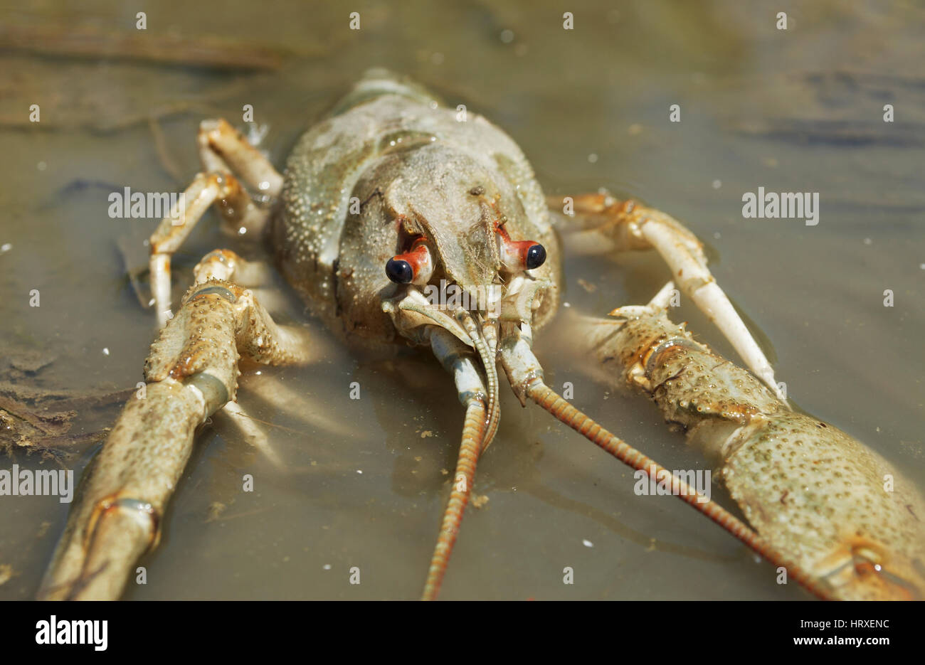 Crayfish eyes hi-res stock photography and images - Alamy