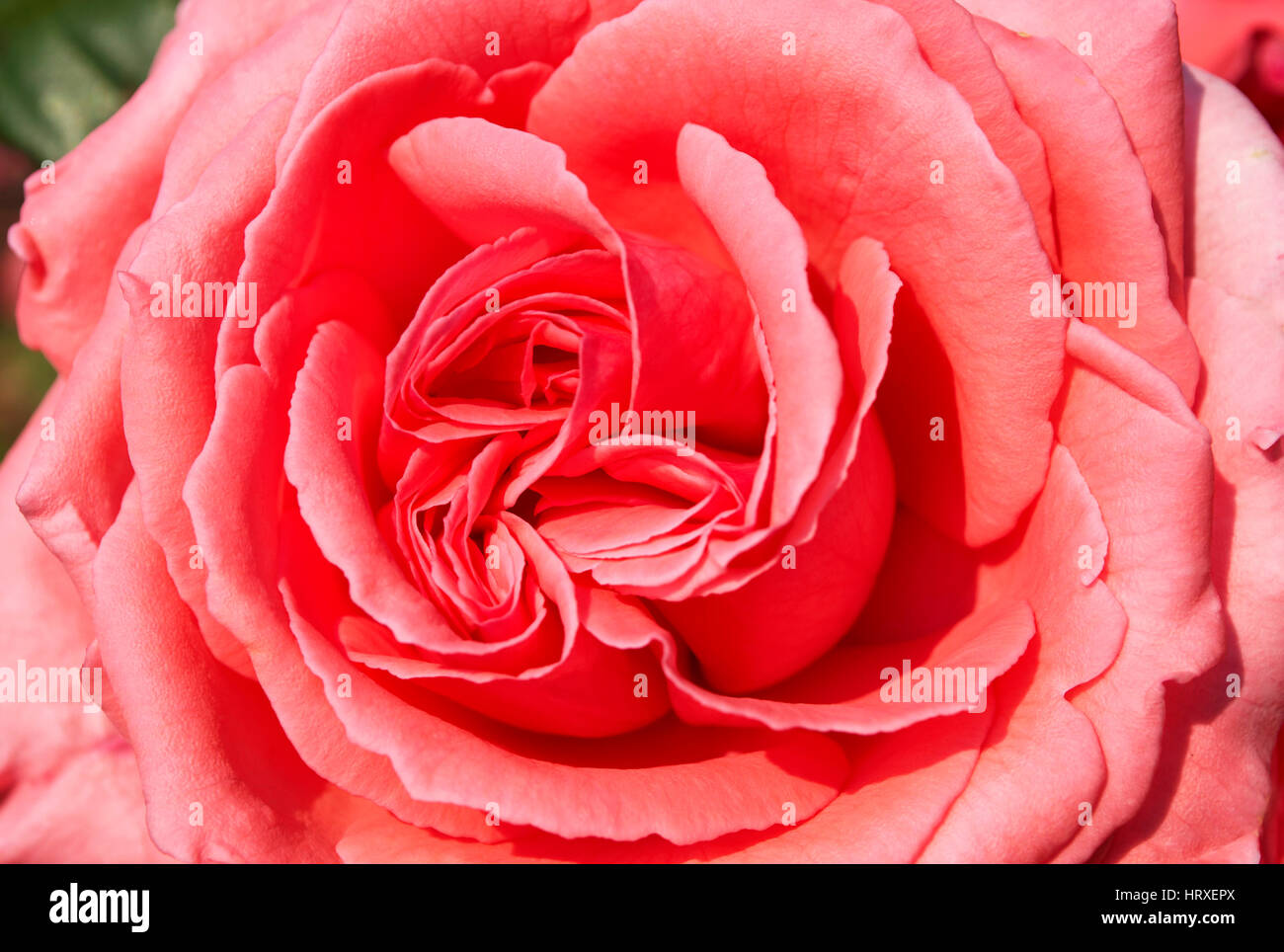 Pink rose close up Stock Photo - Alamy
