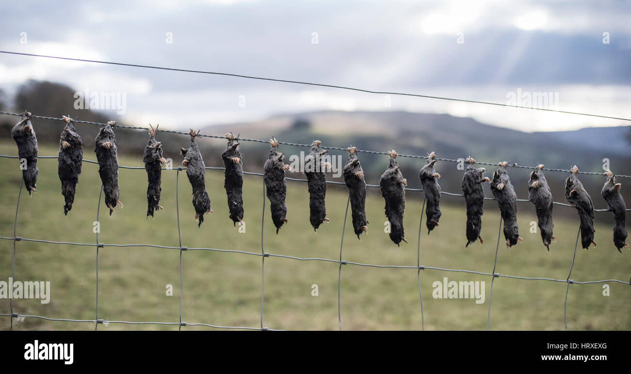 Dead moles hanging from wire fence on Penhill, Wensleydale. Moles may ...