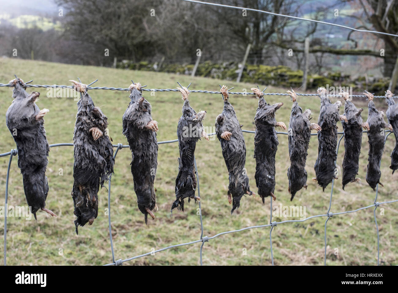 Moles on fence hi-res stock photography and images - Alamy