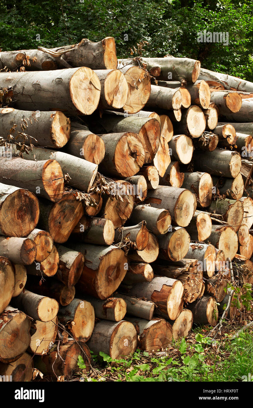 Wood pile in the forest Stock Photo - Alamy