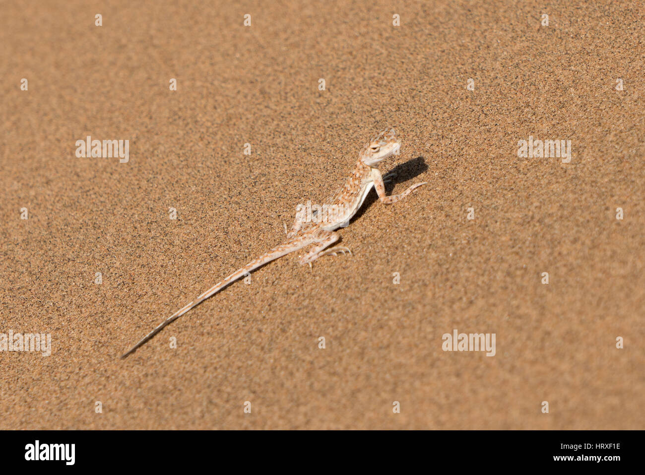 A lizard in the desert Stock Photo - Alamy
