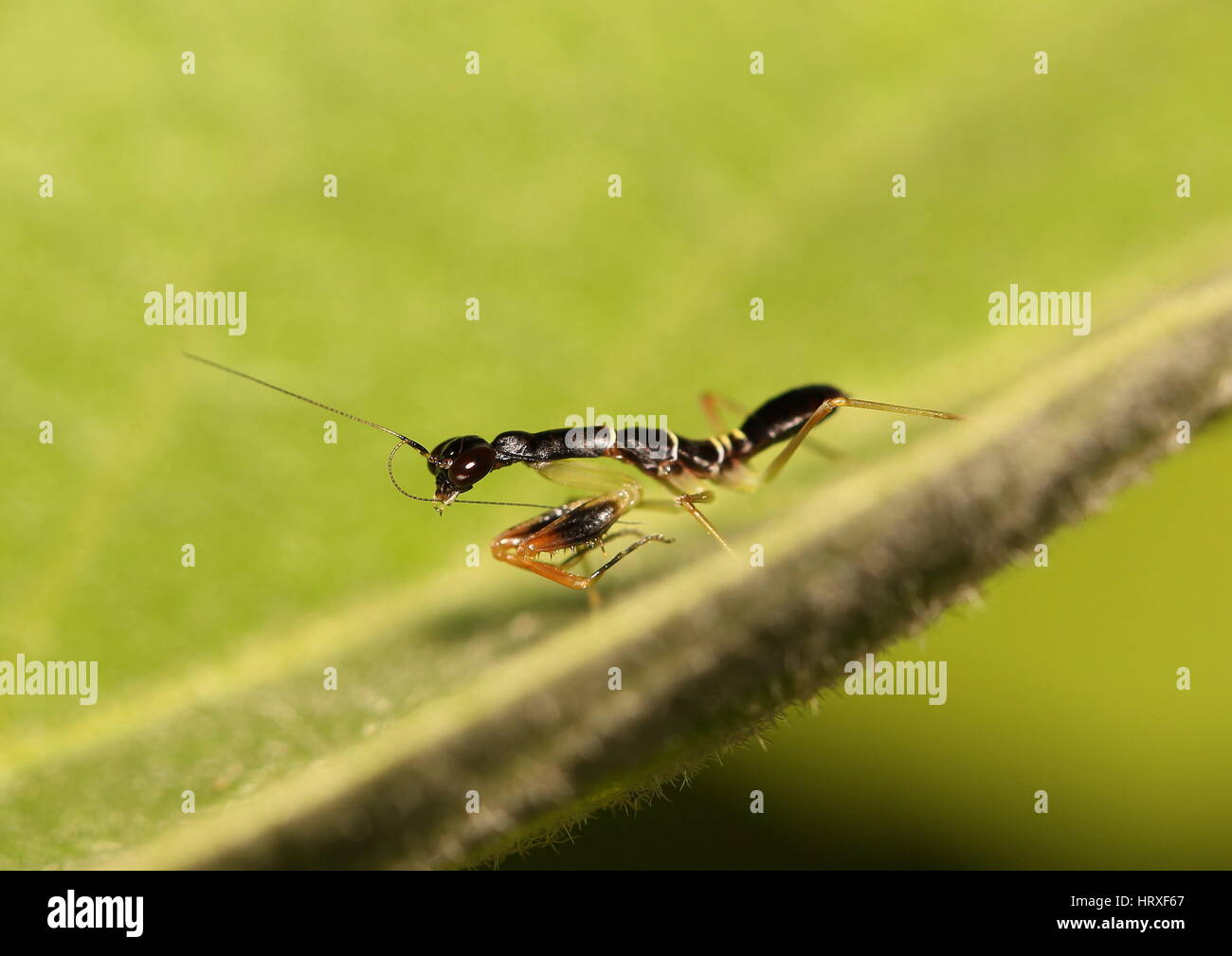 Ant mimicry hi-res stock photography and images - Alamy