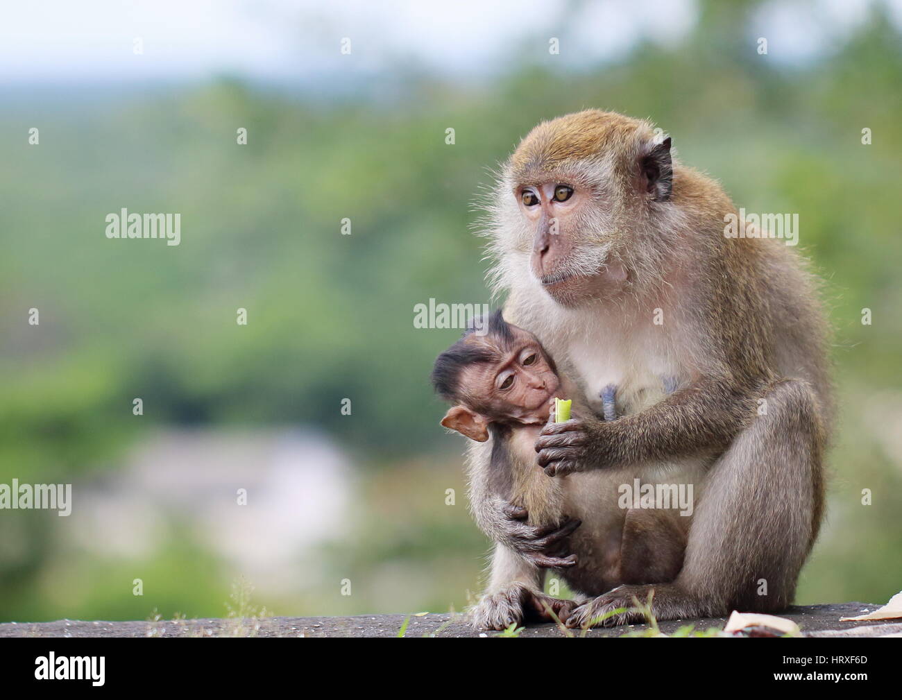 Long-tailed macaque mother and child taken at Kuala Selangor Nature ...
