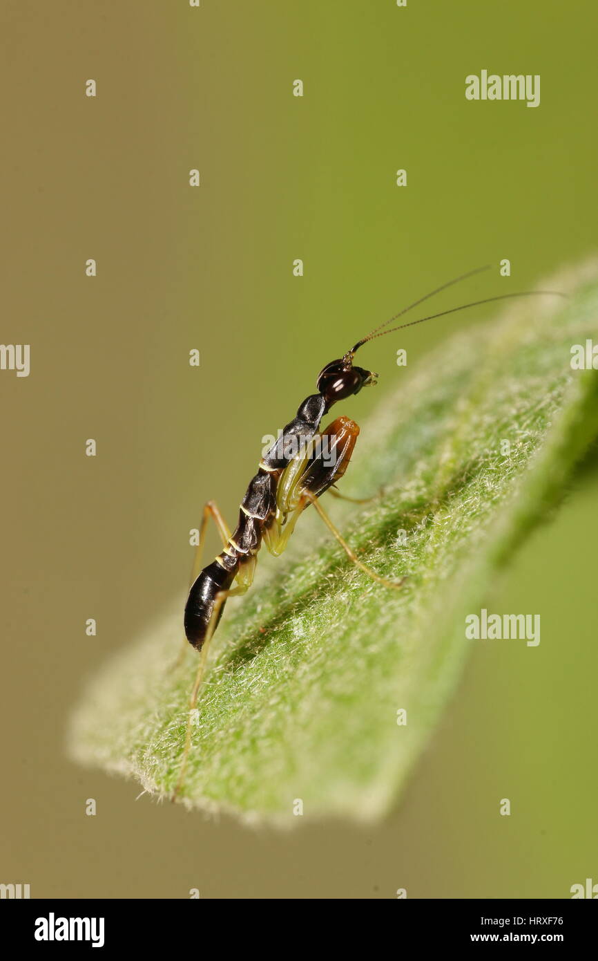 Black, ant-mimicking mantis, odontomantis planiceps, perching on a leaf ...