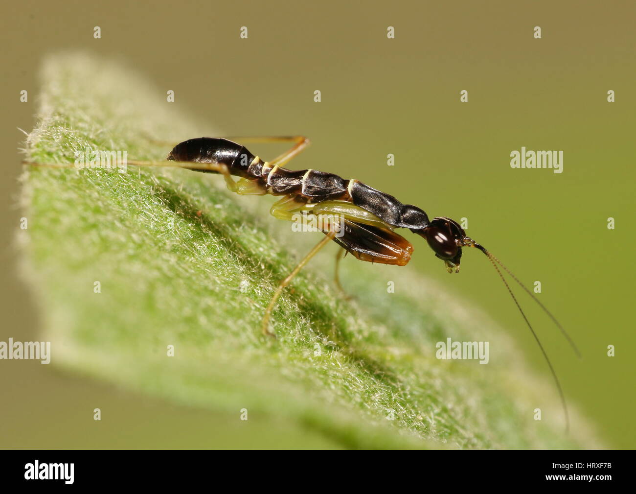 Black, ant-mimicking mantis, odontomantis planiceps, perching on a leaf ...