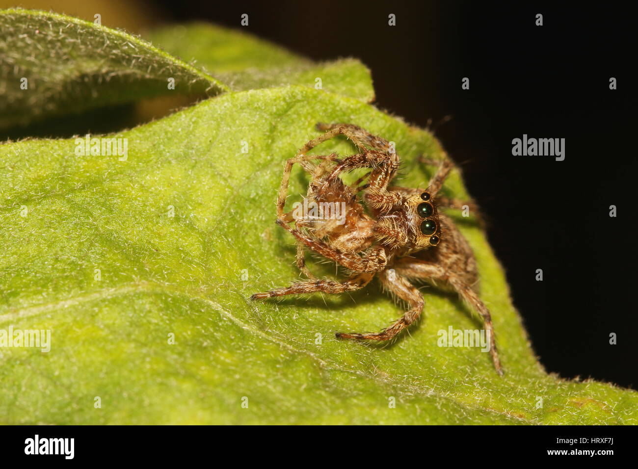 Brown jumping spider with its molt soon after molting Stock Photo - Alamy