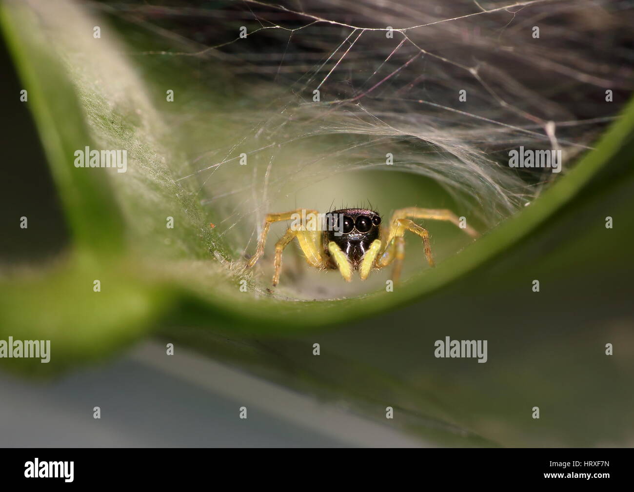 Jumping spider hiding under the safety of its web on a leaf Stock Photo ...