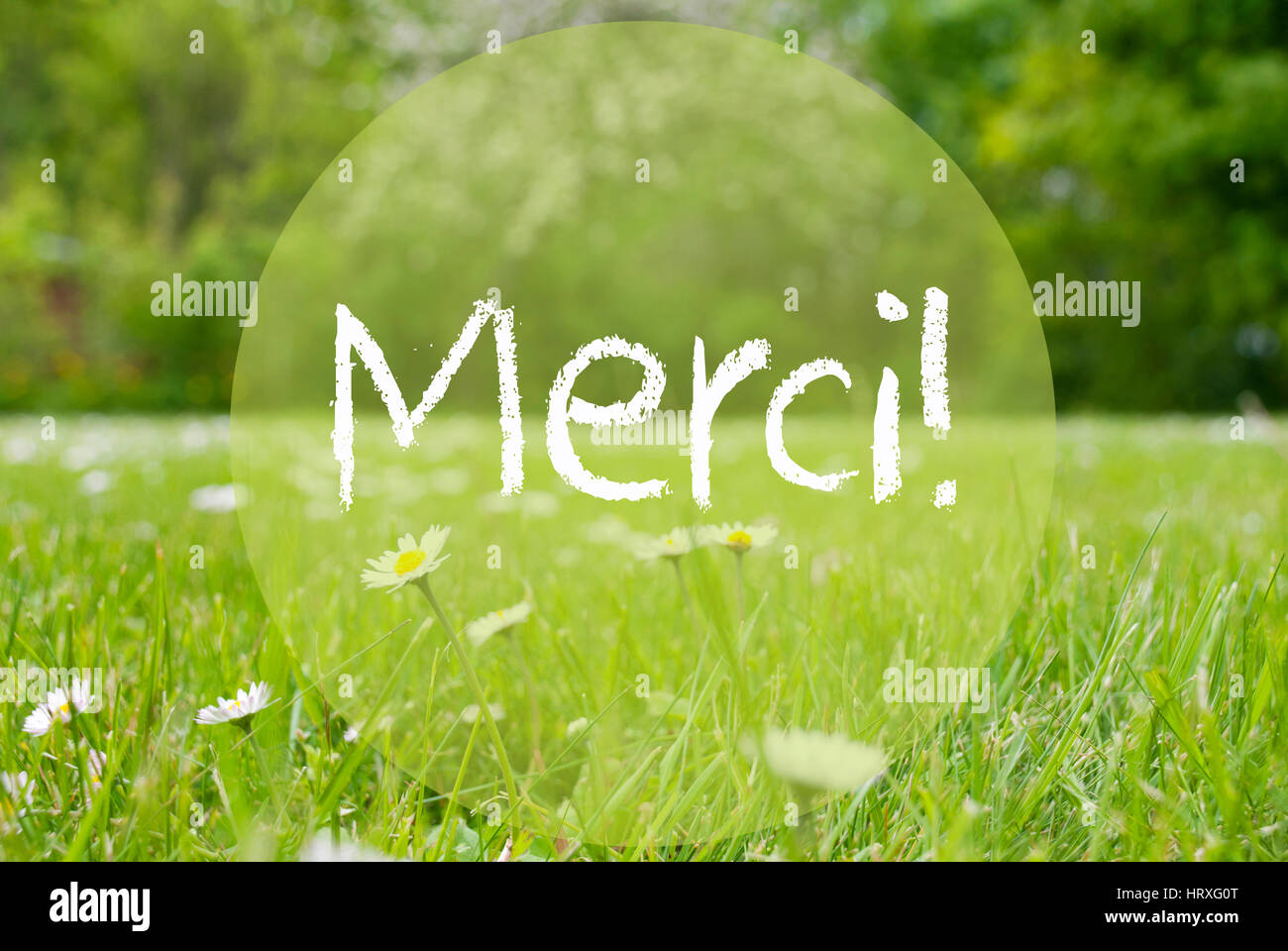 French Text Merci Means Thank You. Spring Or Summer Gras Meadow With ...