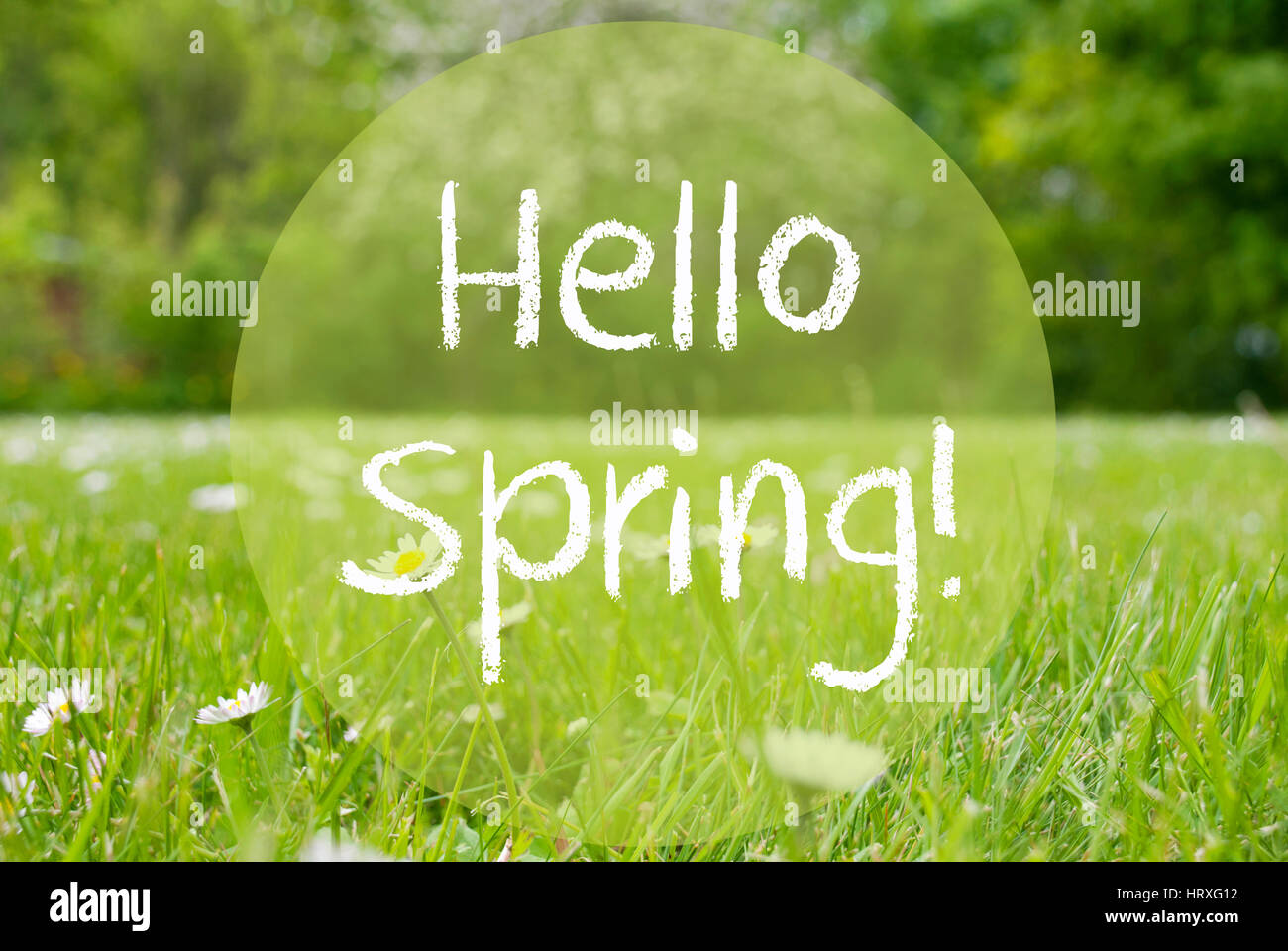 English Text Hello Spring. Green Summer Gras Meadow With Daisy Flowers ...