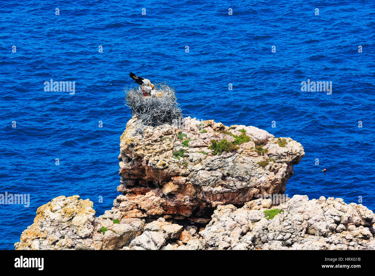 Rock near shore with nest of storks on sea water background Stock Photo ...