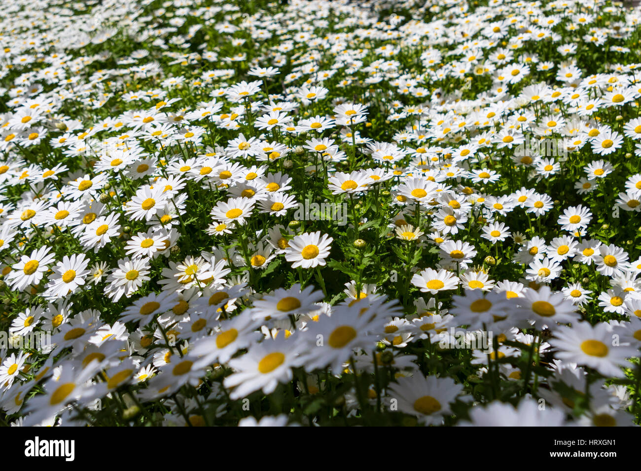 Ox eye daisy hi-res stock photography and images - Alamy