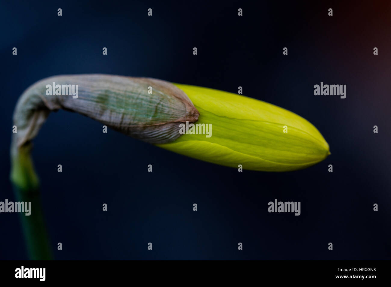 Daffodil bud hi-res stock photography and images - Alamy