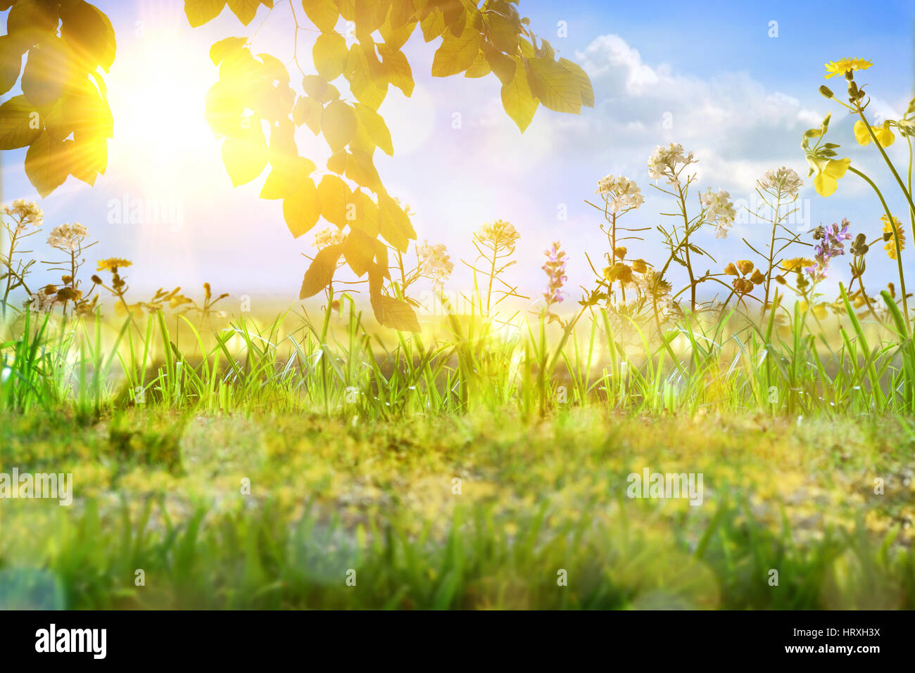 Spring concept with nature background and variety of flowers on the ...