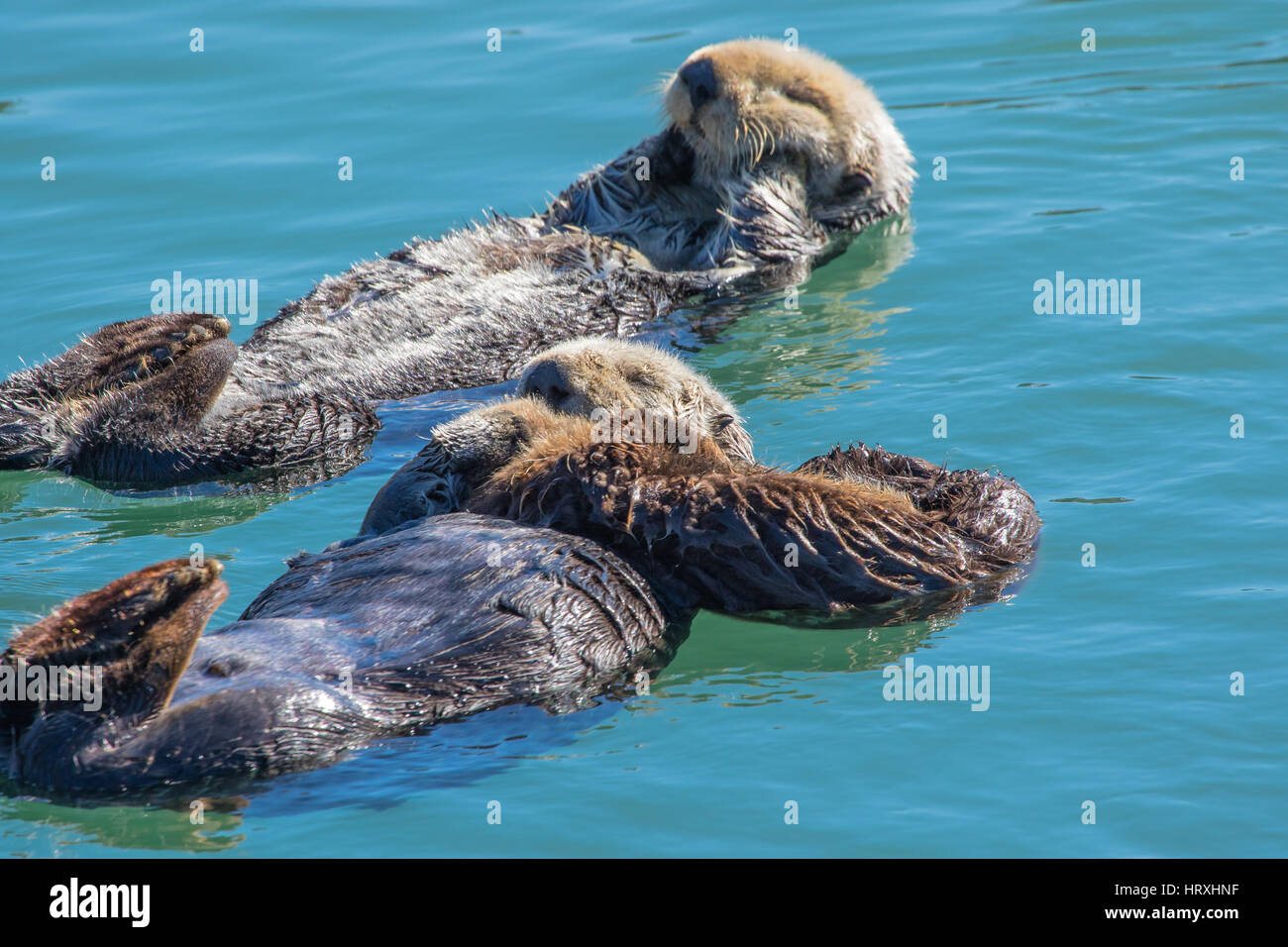 Sea otters floating hi-res stock photography and images - Alamy