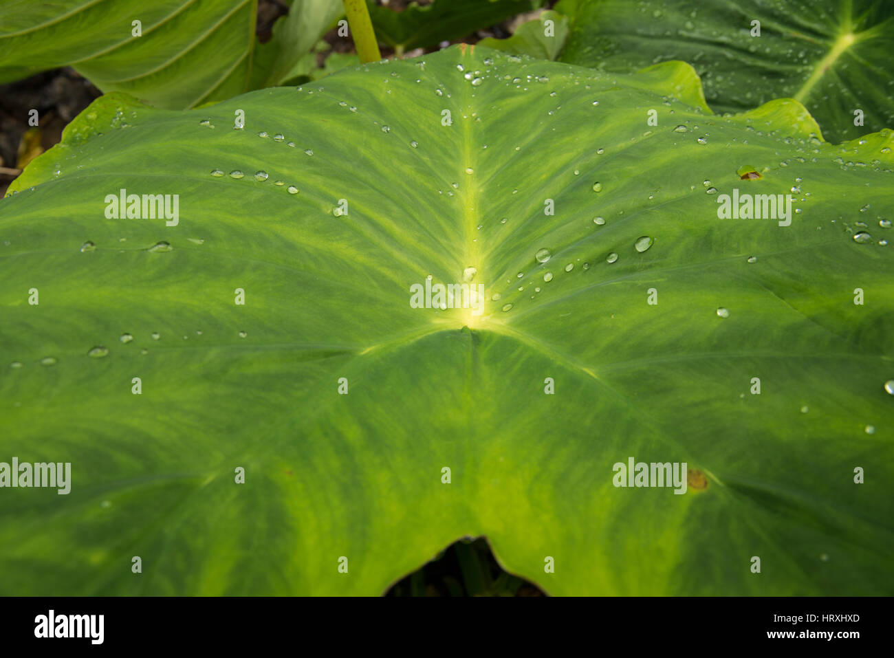 Rain drops on plant hi-res stock photography and images - Alamy