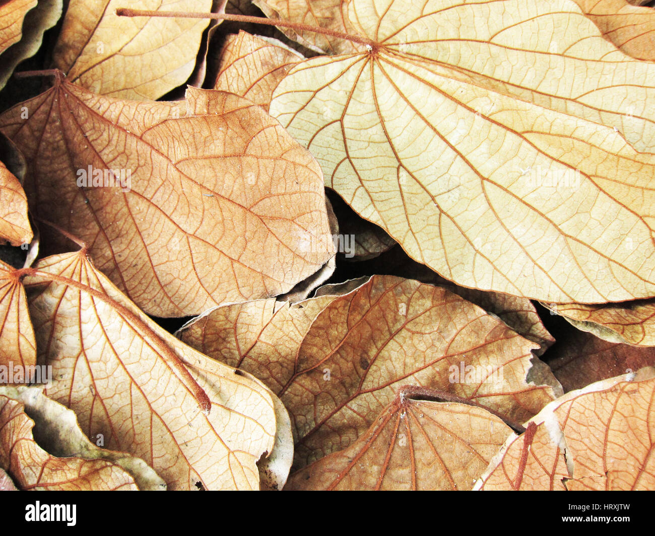 Dry leaves Background and texture Stock Photo - Alamy