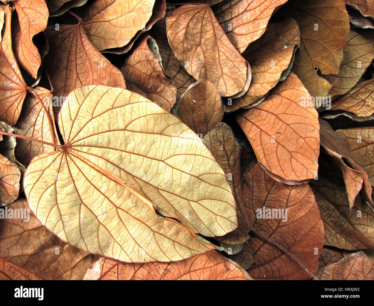 Dry leaves Background and texture Stock Photo - Alamy