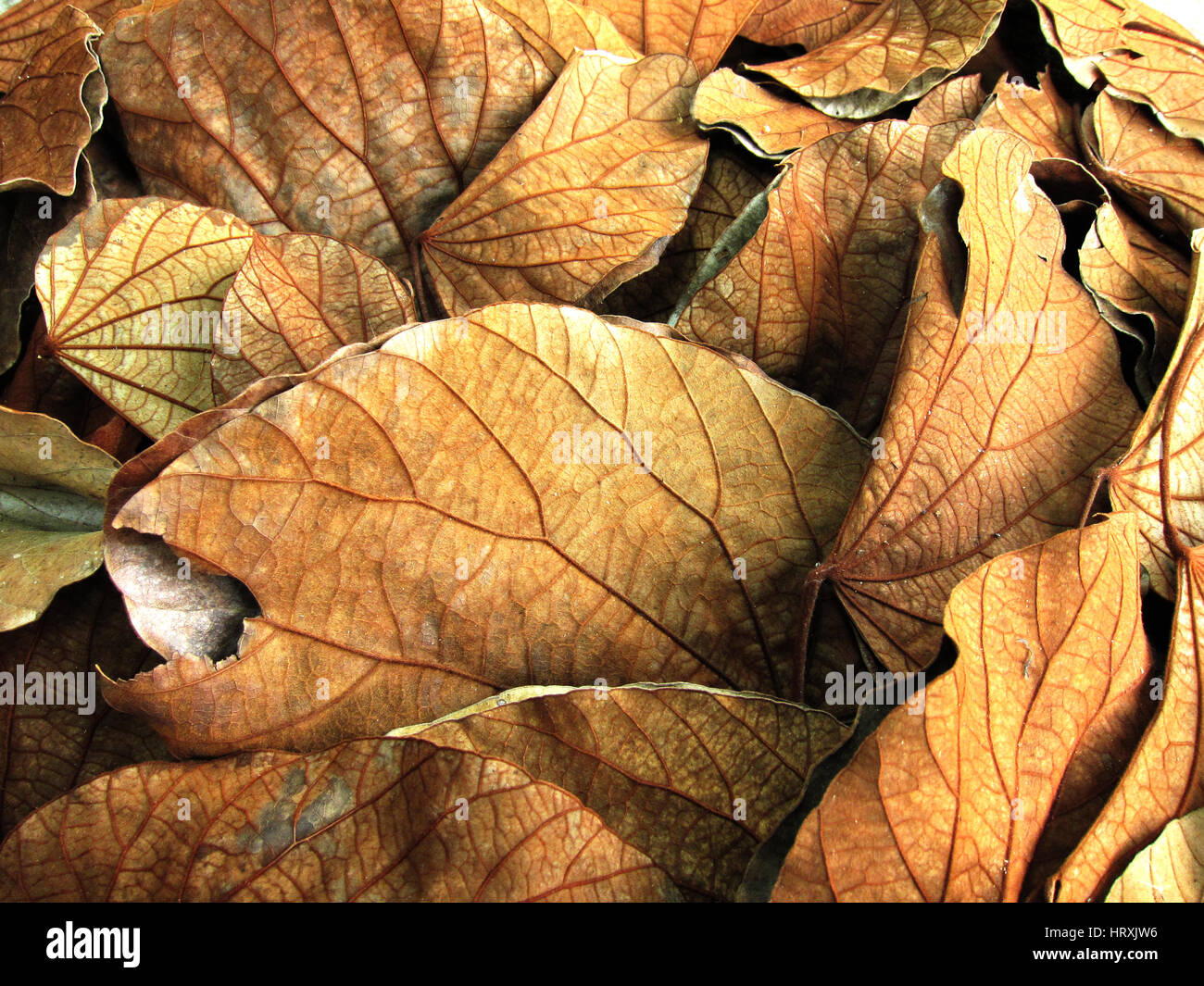 Dry leaves Background and texture Stock Photo - Alamy