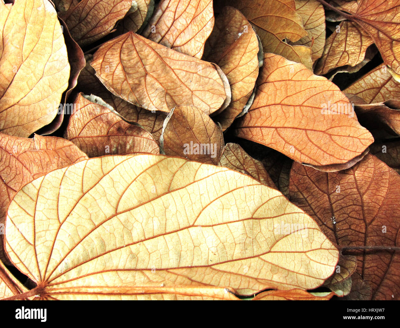 Dry Leaf Detail Texture