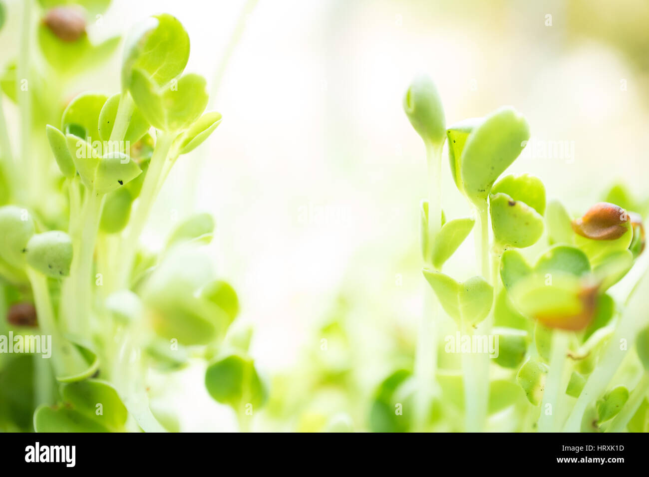 Grren background. Sprout bean seed texture Stock Photo - Alamy