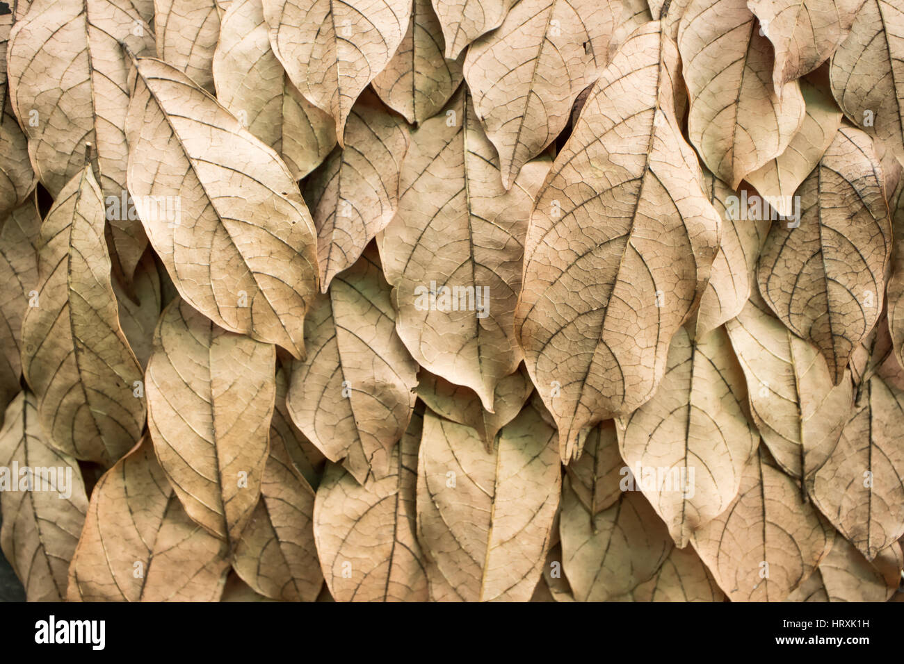 Dry leaf background. Yellow leaves pattern Stock Photo - Alamy
