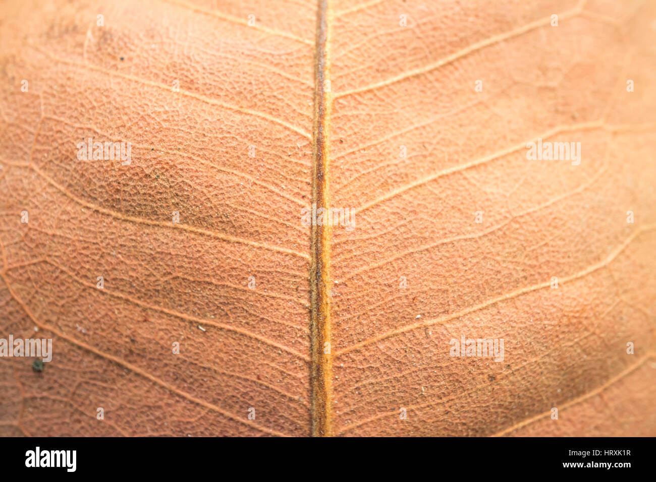 Dry leaf background. Yellow leaves pattern Stock Photo - Alamy