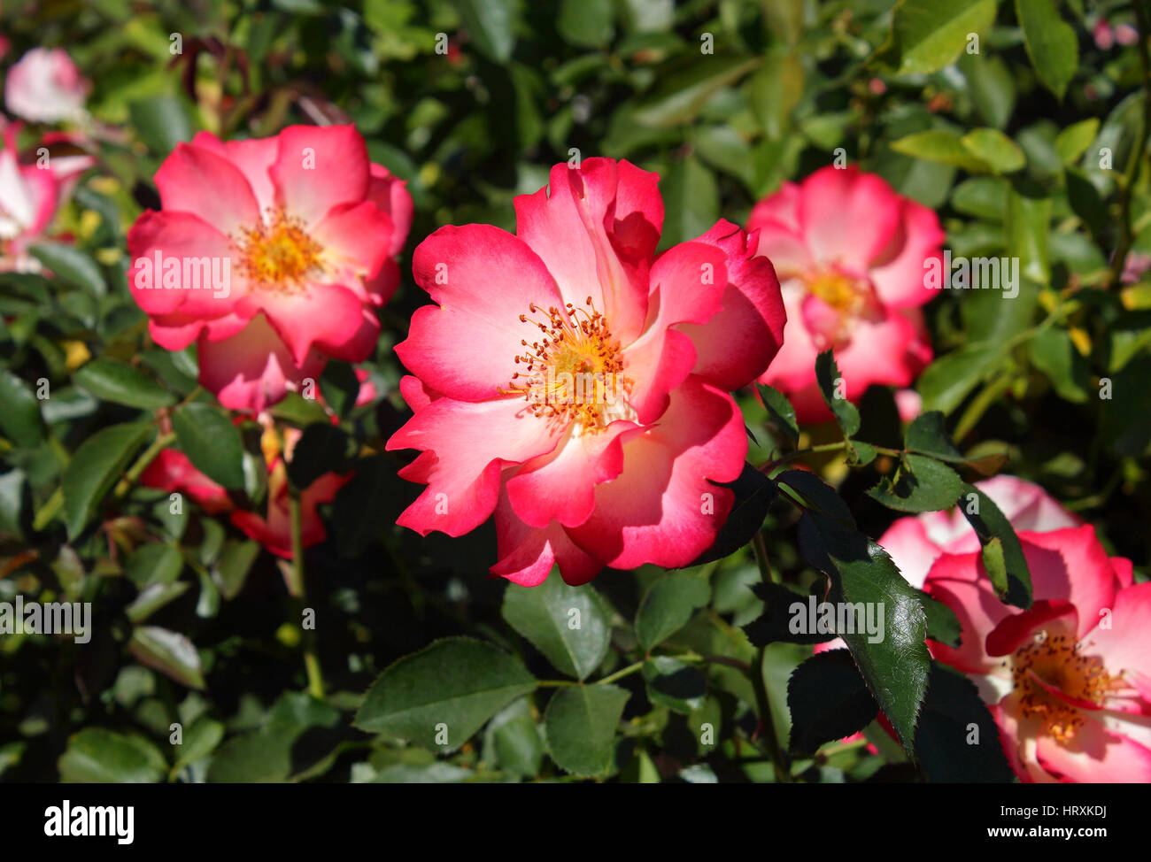 Beauty in nature blossom botany hi-res stock photography and images - Alamy