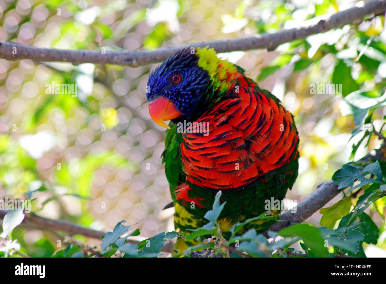 Parrot habitat hi-res stock photography and images - Alamy