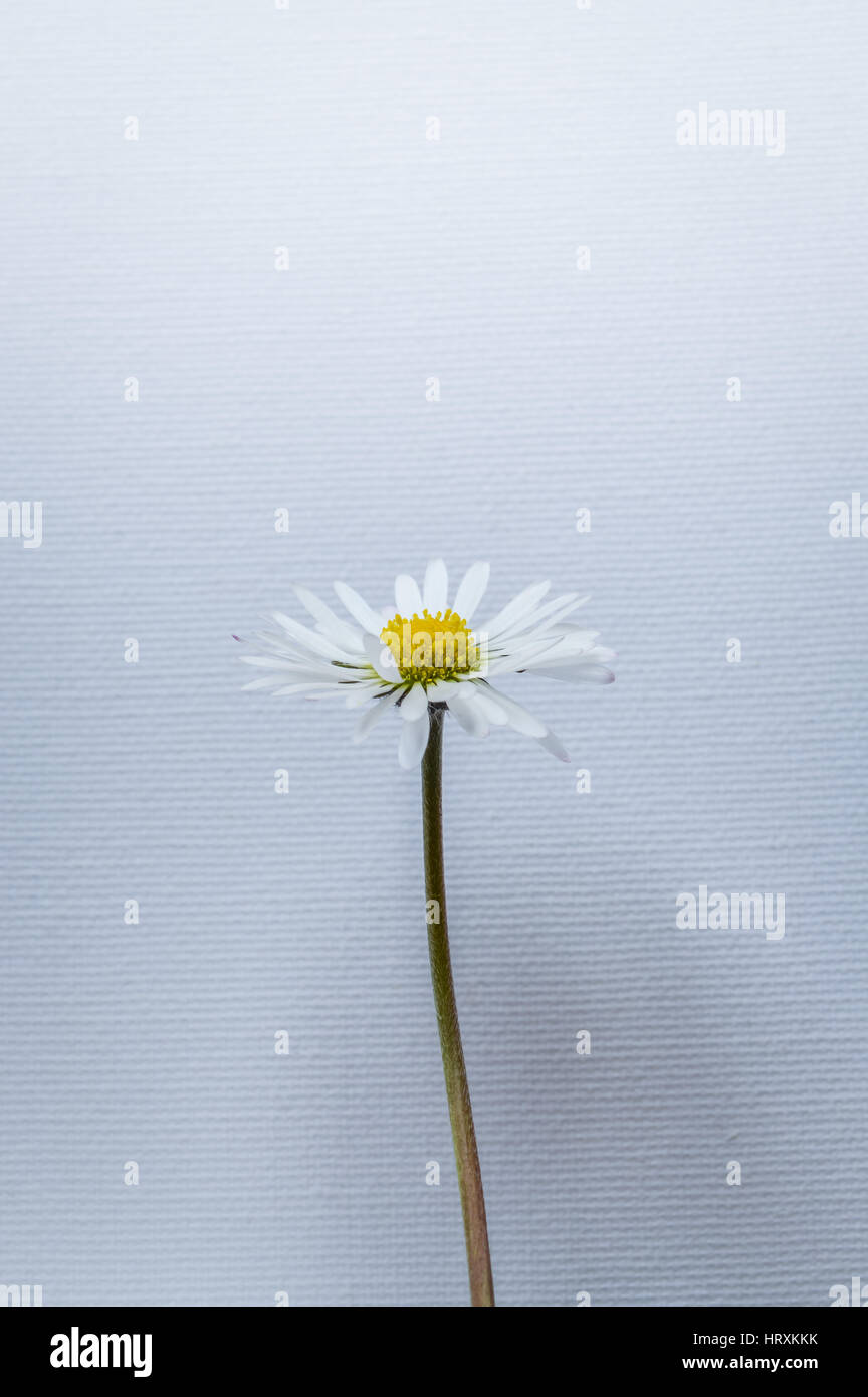 single little daisy flower on white canvas textured background closeup ...