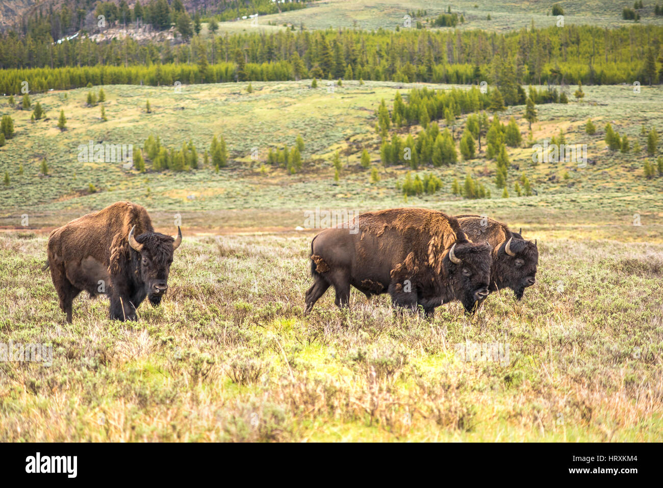 Three hunting horns hi-res stock photography and images - Alamy