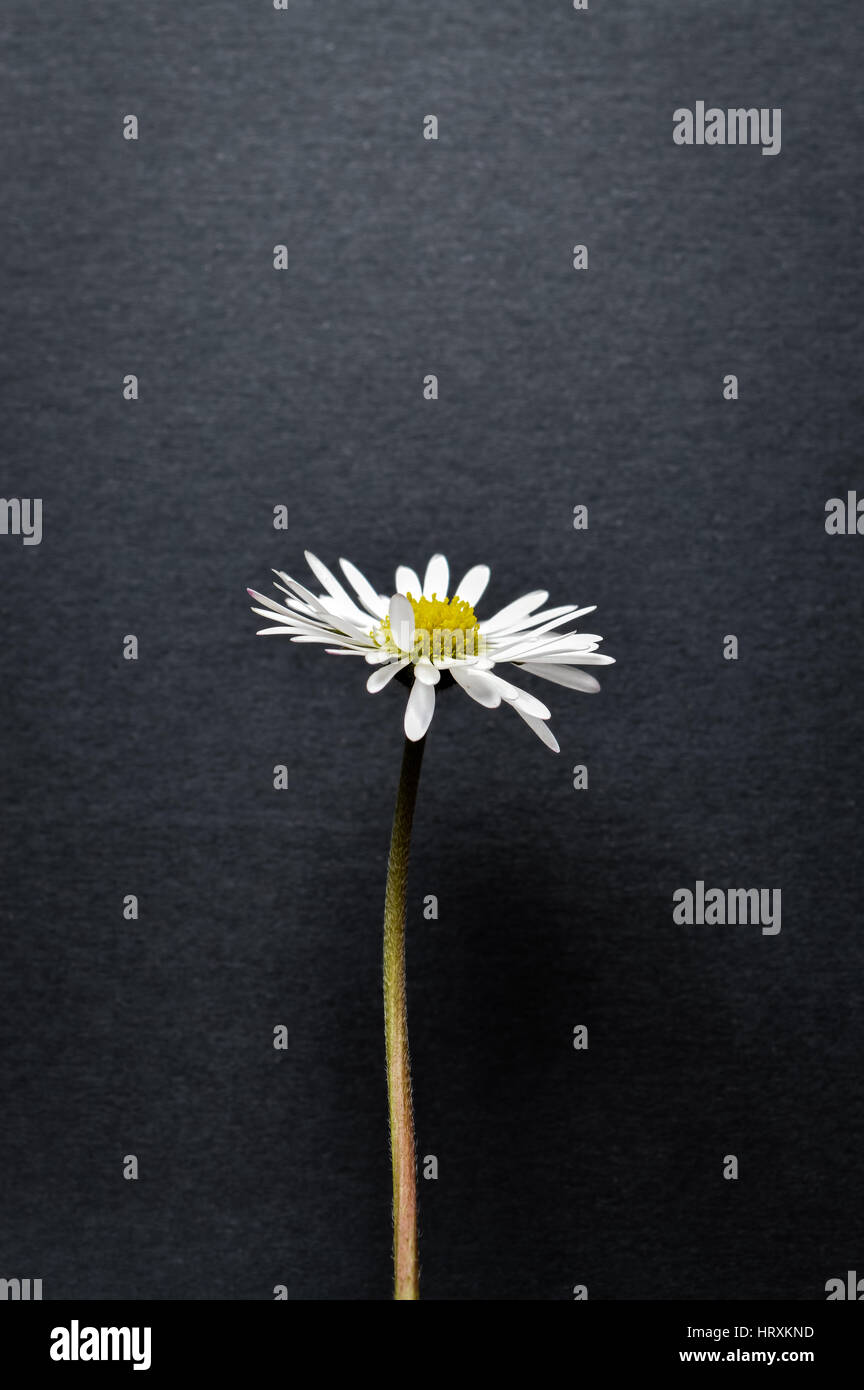 single little daisy flower on black textured background closeup Stock ...