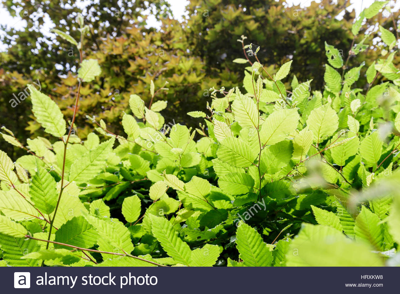 Hornbeam Hedge Stock Photos & Hornbeam Hedge Stock Images - Alamy