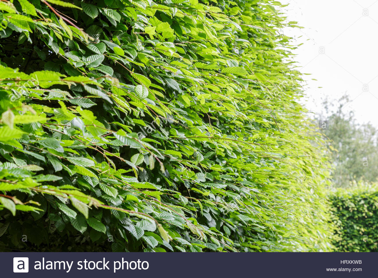 Hornbeam Hedge Stock Photos & Hornbeam Hedge Stock Images - Alamy