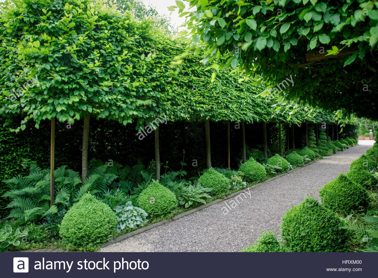 Hornbeam Hedge Stock Photos & Hornbeam Hedge Stock Images - Alamy