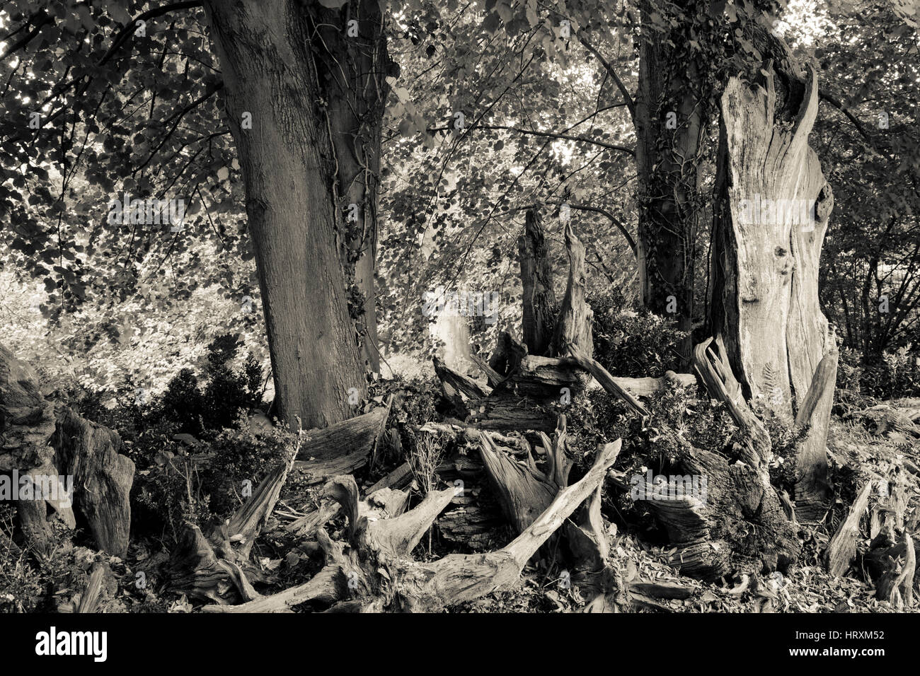 Stumpery hi-res stock photography and images - Alamy