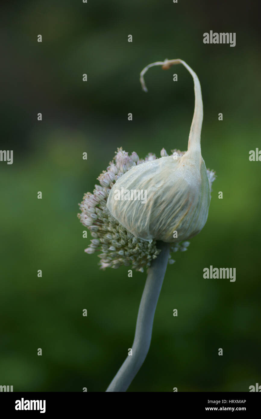 Leek of wales hi-res stock photography and images - Alamy