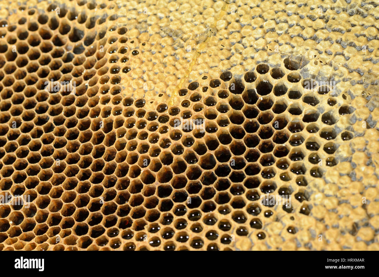 Beehive frames hi-res stock photography and images - Alamy