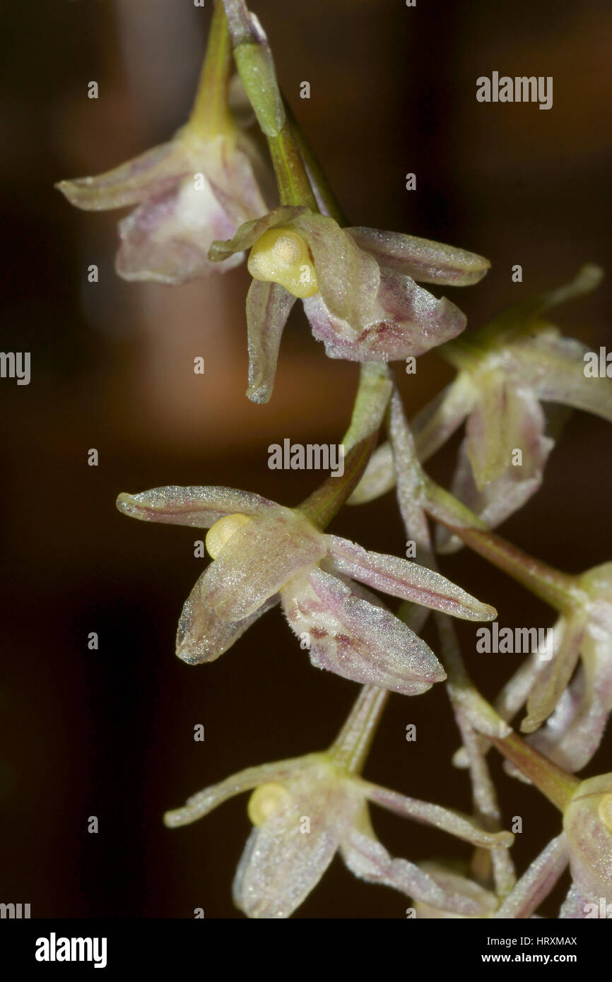 Leochilus hi-res stock photography and images - Alamy