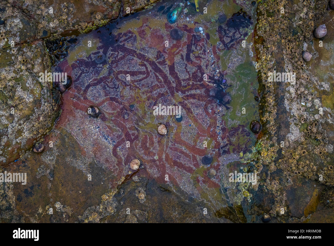 Mollusc trails hi-res stock photography and images - Alamy
