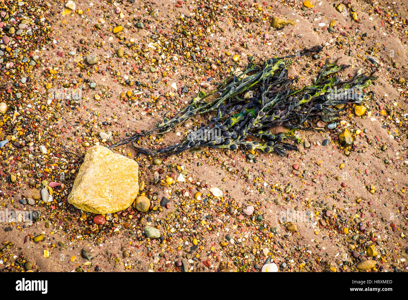 Seaweed attached to rock Stock Photo - Alamy