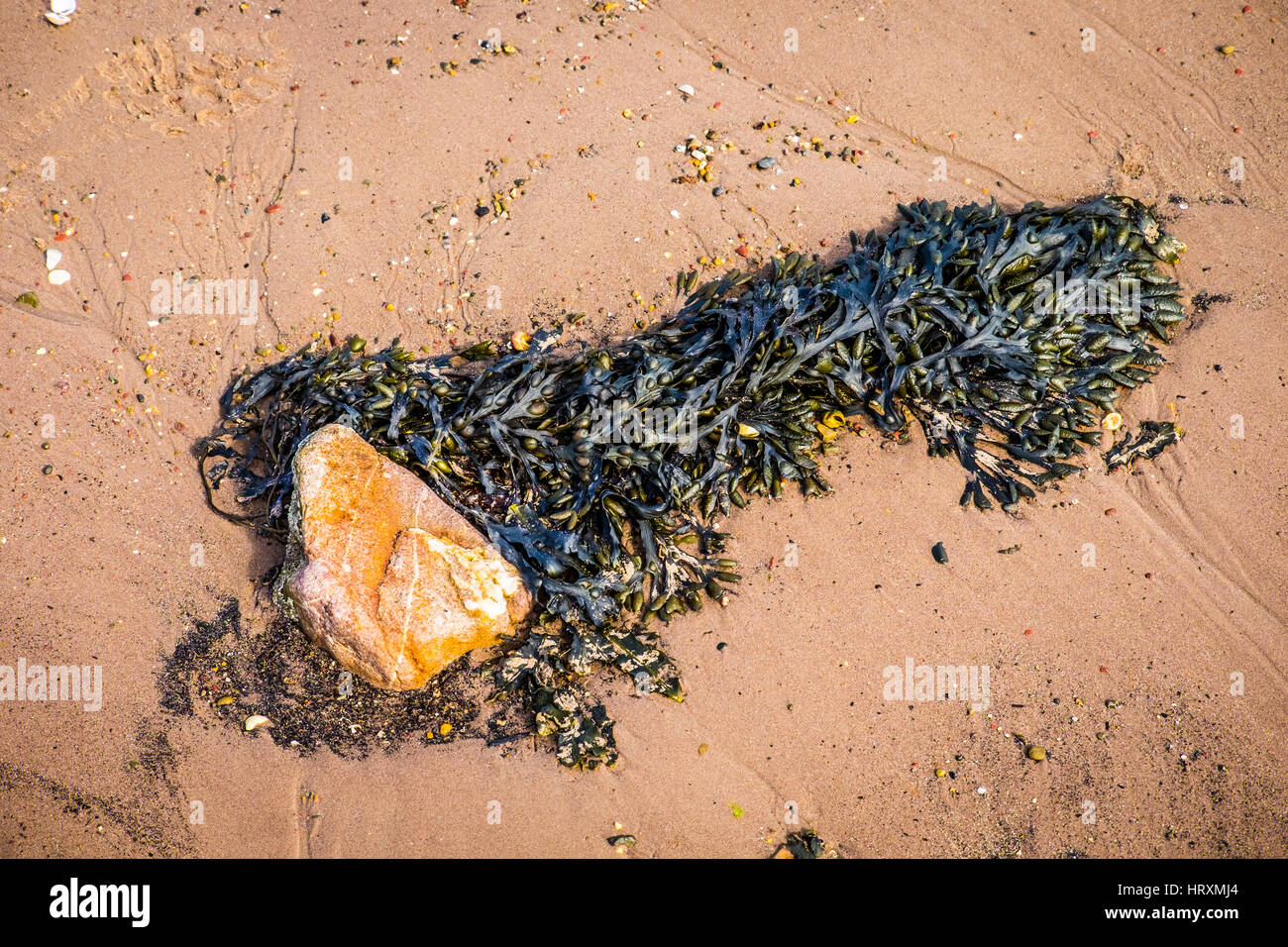 Seaweed attached to rock Stock Photo - Alamy