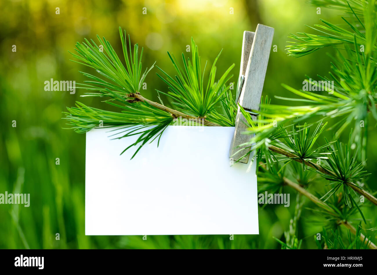 Blank card pinned on a green tree. Space for wordings. Pinned with a ...