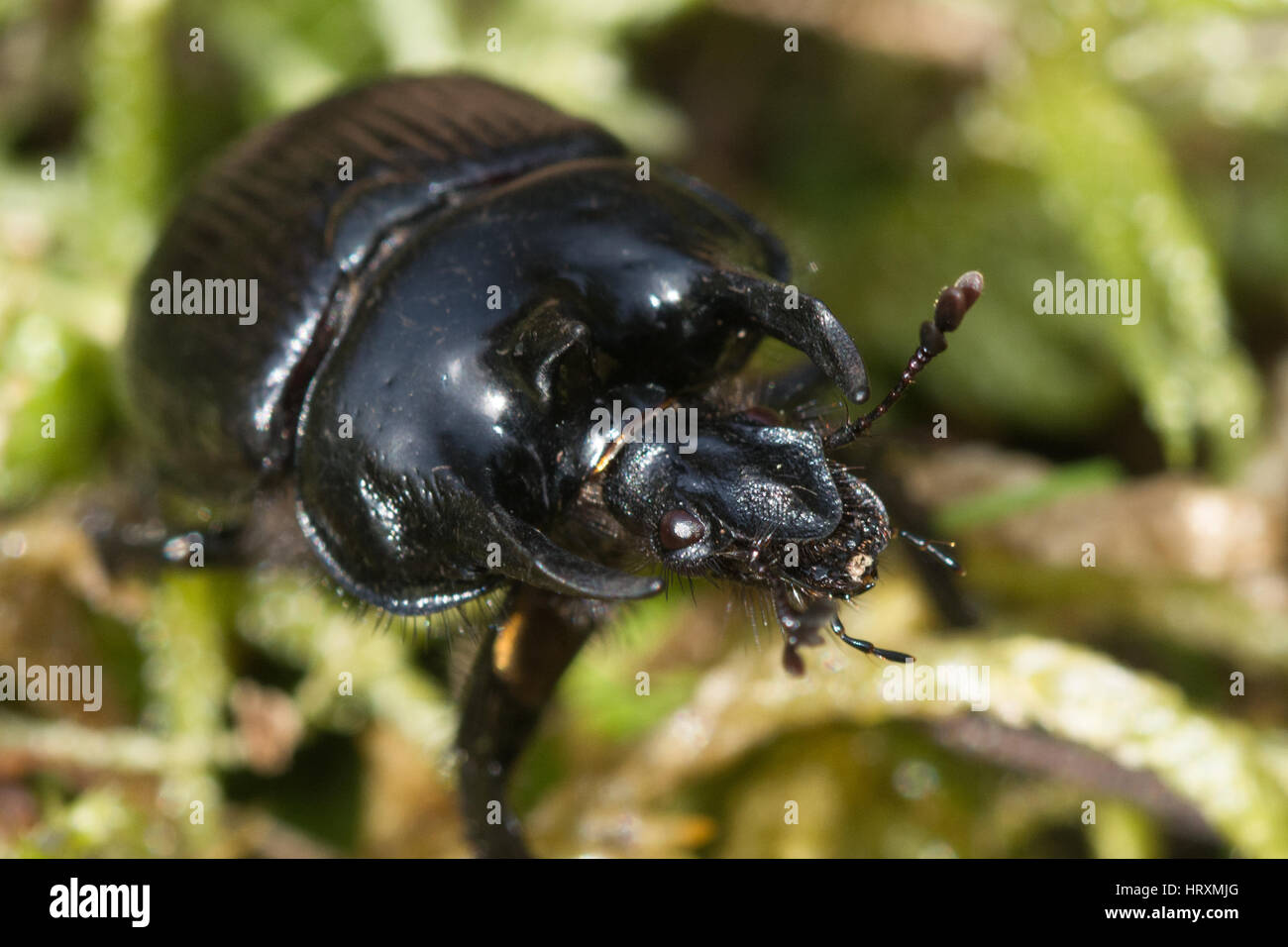 Close-up of minotaur beetle (Typhaeus typhoeus) on moss Stock Photo - Alamy