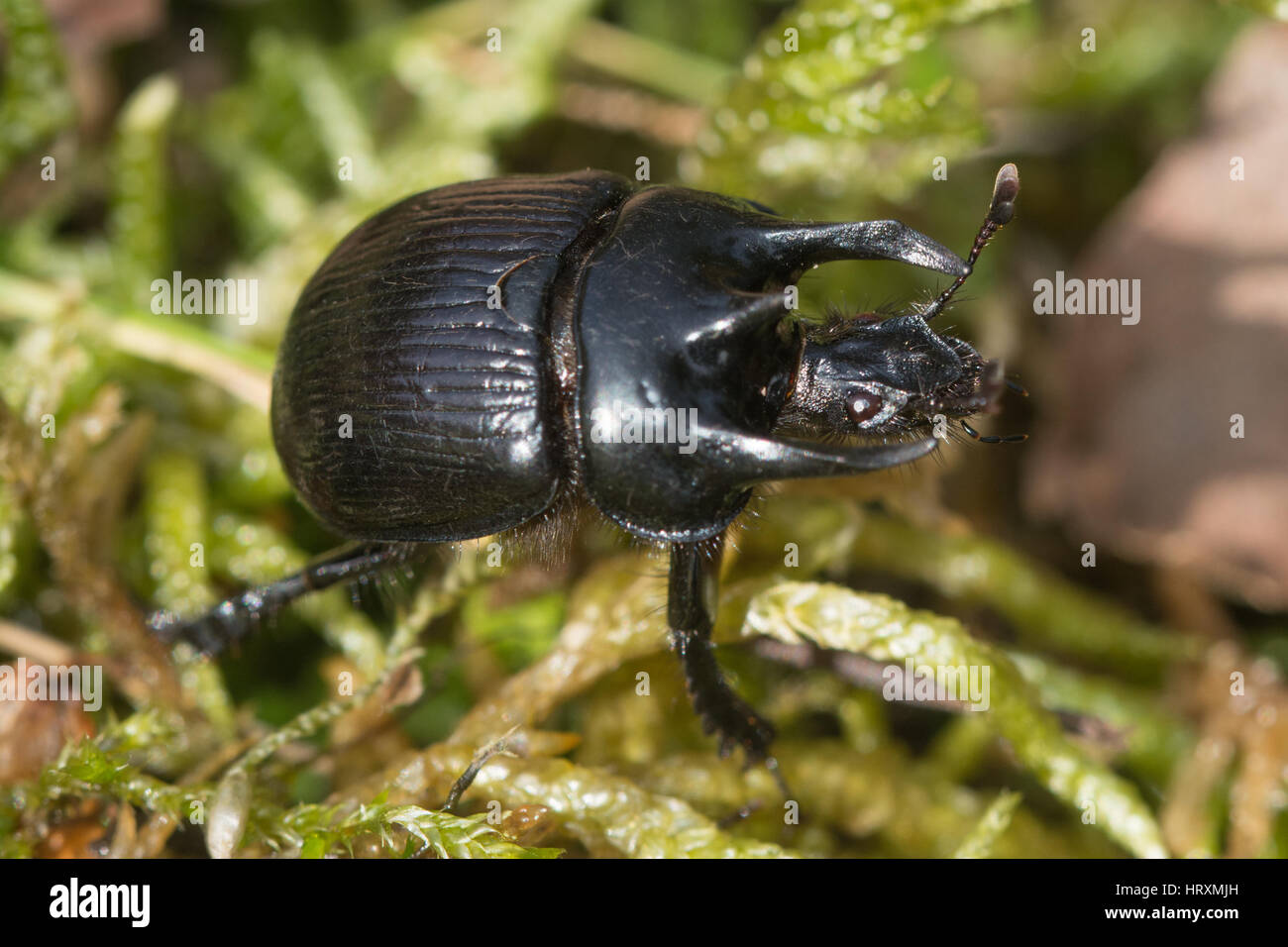 Close-up of minotaur beetle (Typhaeus typhoeus) on moss Stock Photo - Alamy